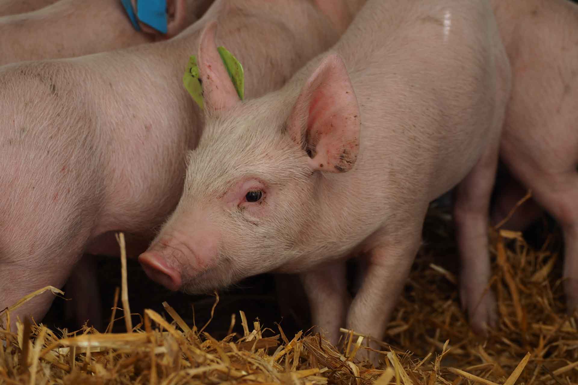 Pirbright researchers map genome of inbred pig model | News | The ...