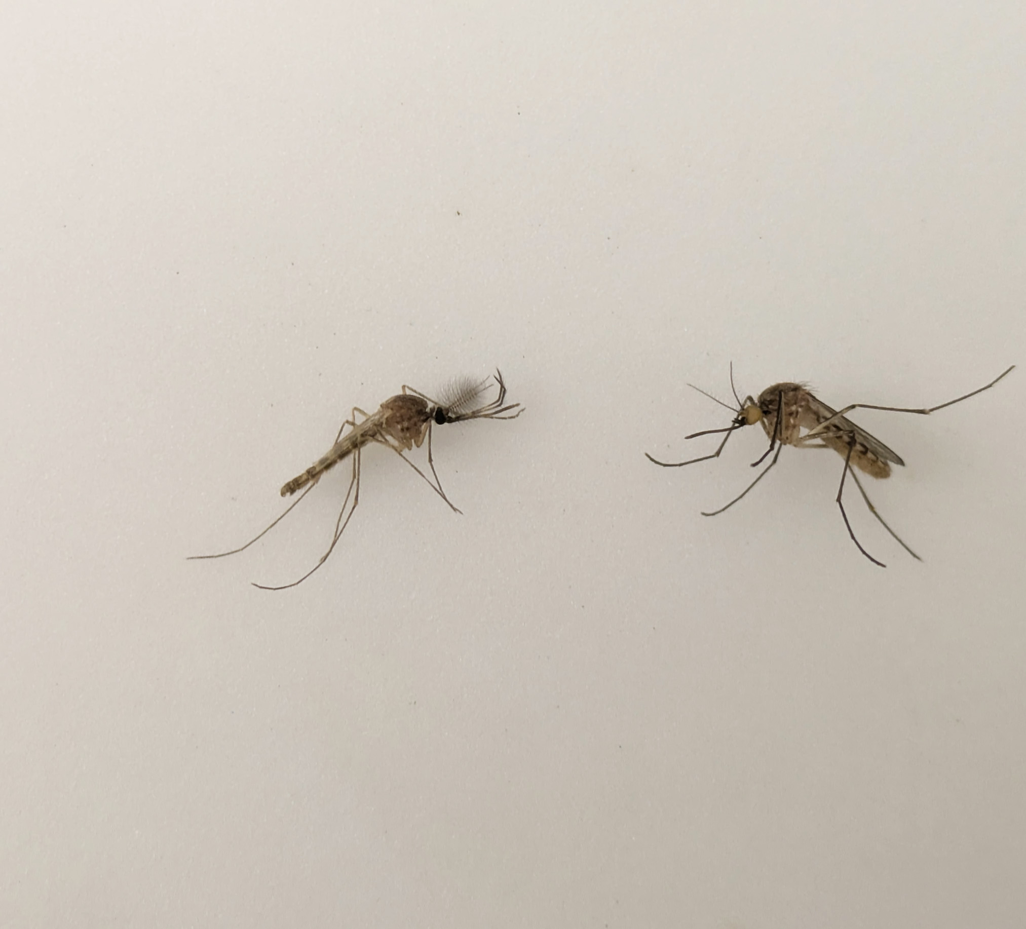 Insect transgenesis | The Pirbright Institute