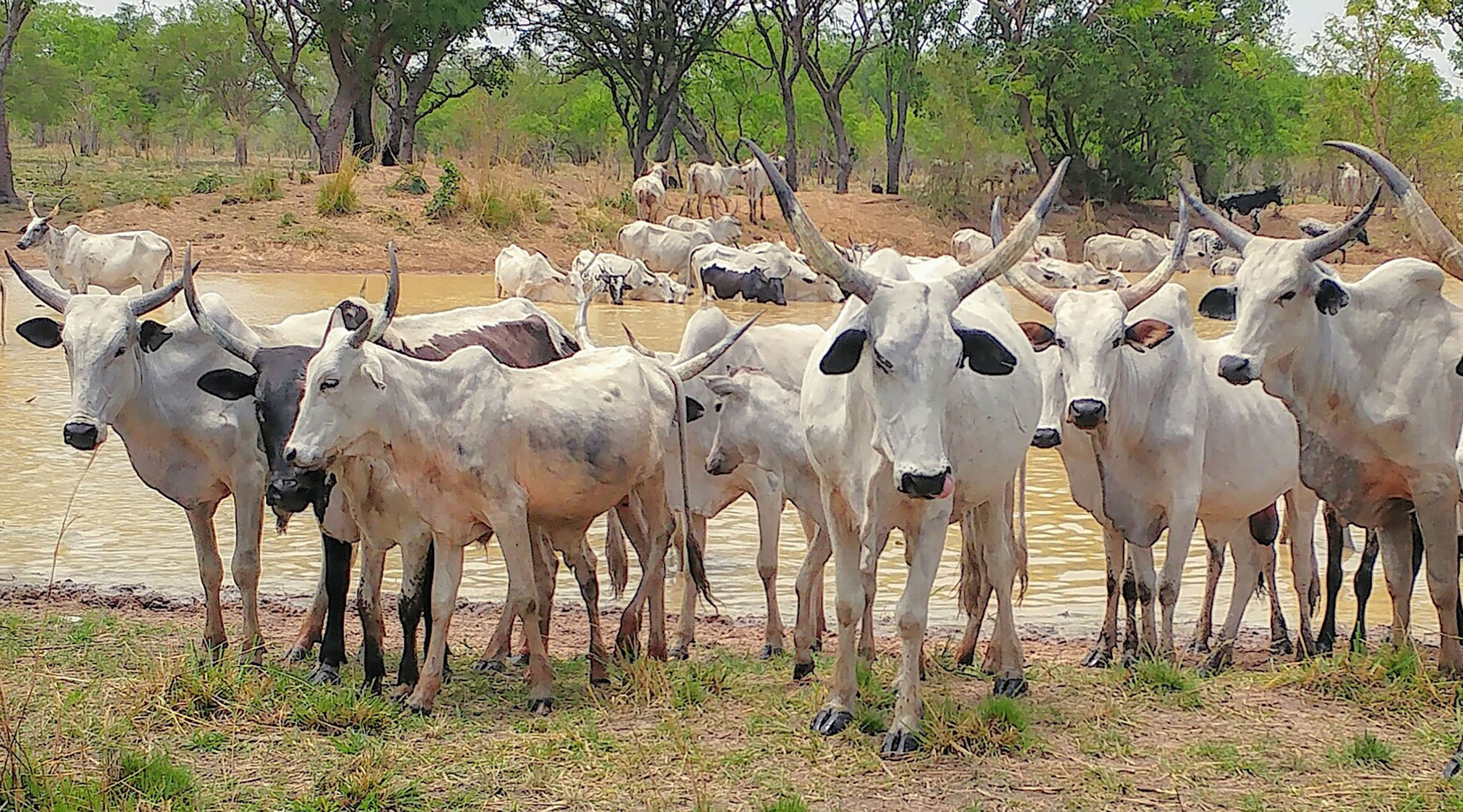 African partnership advances animal health research | News | The ...