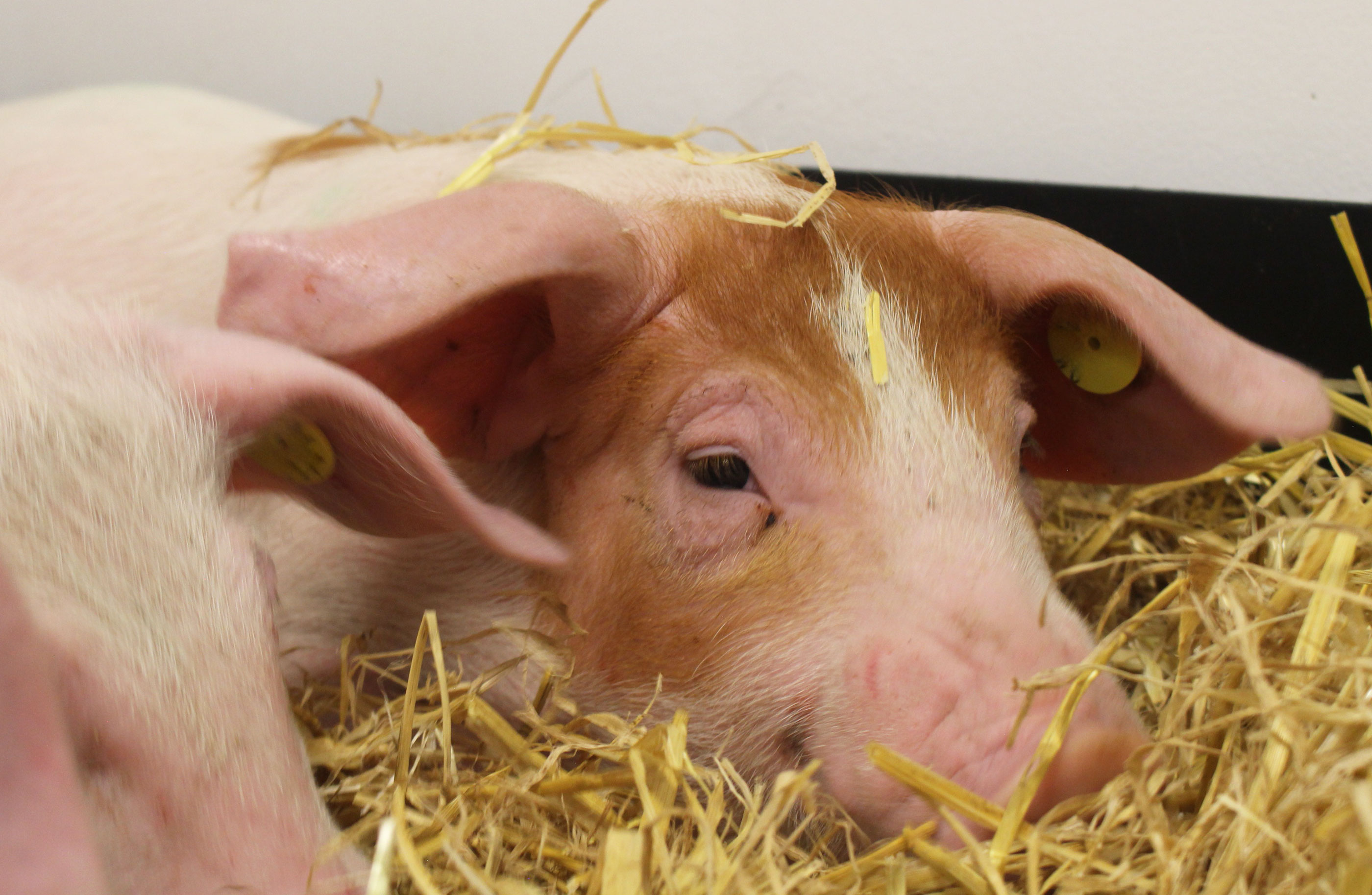 Rolling in the straw: Pigging out on enrichment at Pirbright | News ...