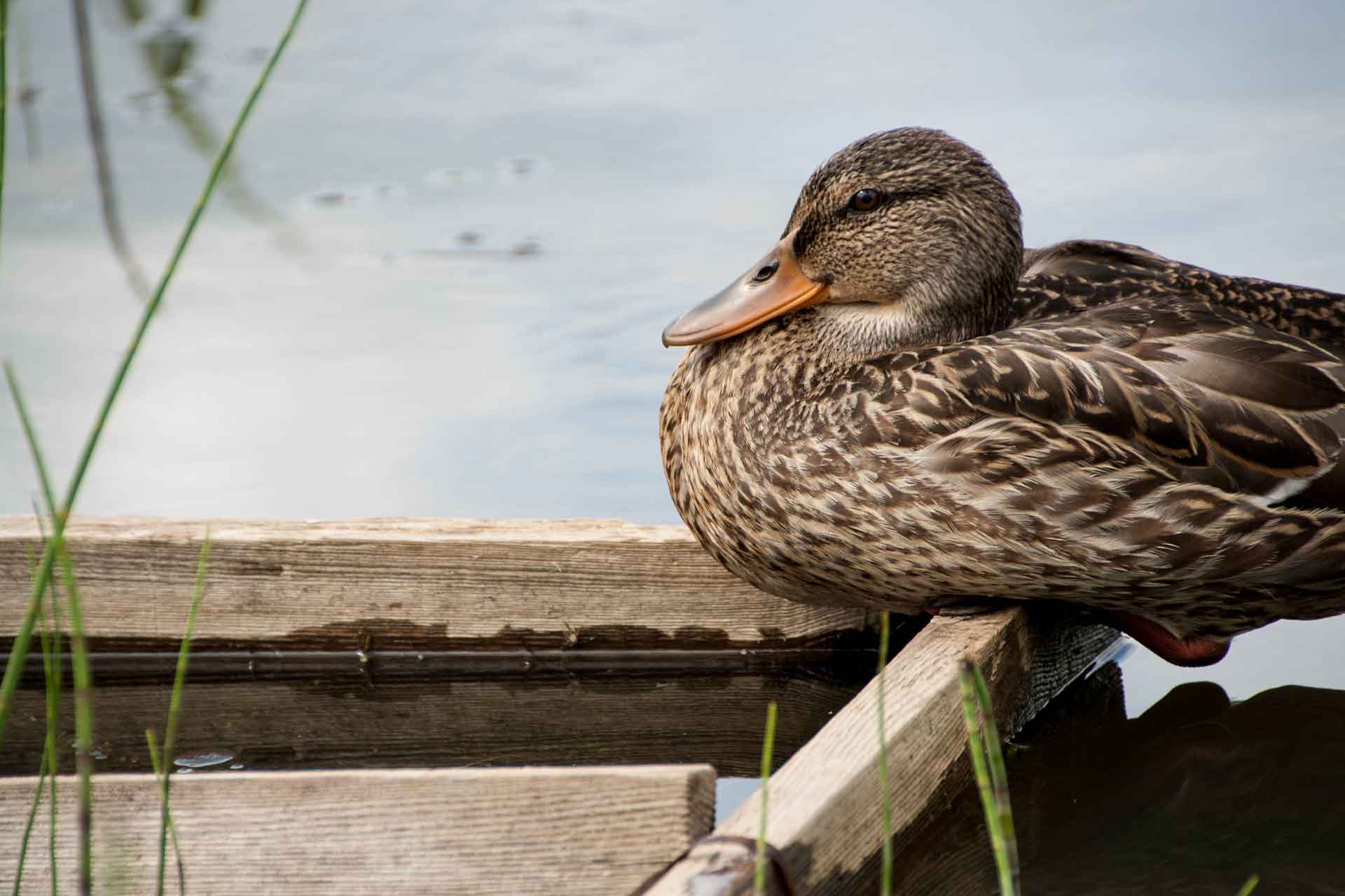 Single vaccine developed for avian flu and duck enteritis | News | The ...