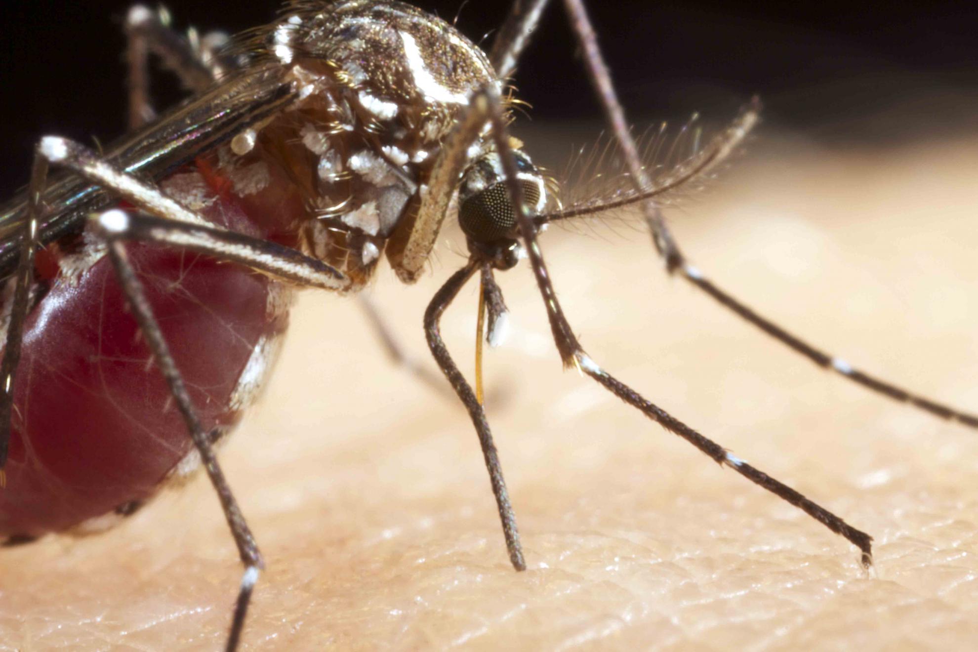 DARPA awards Pirbright $2.6 million to prevent mosquito-borne diseases ...