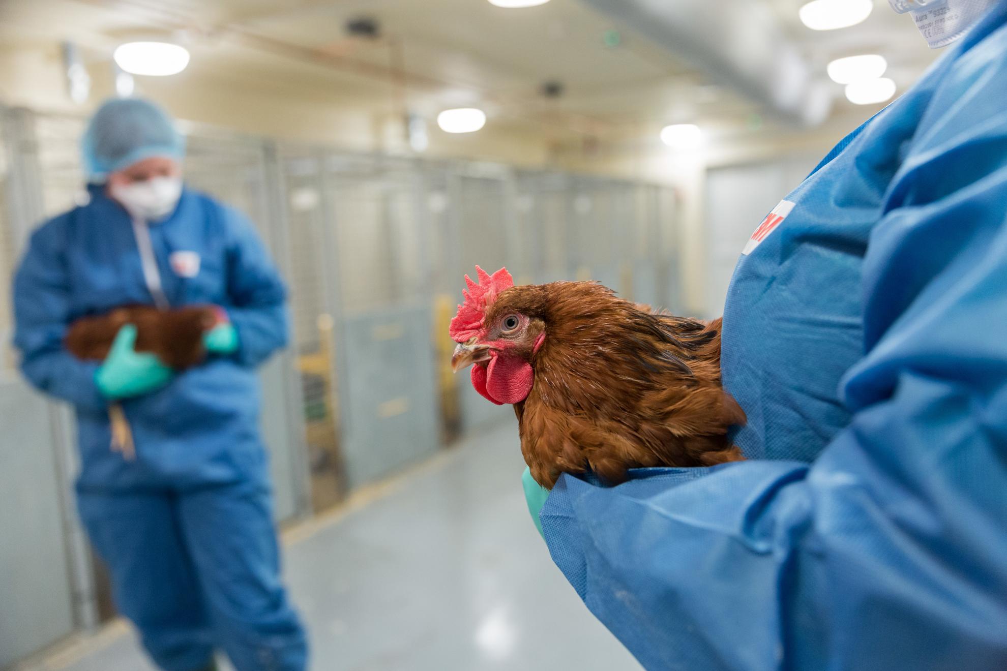 Pirbright scientists produce lab technique which reduces need for ...