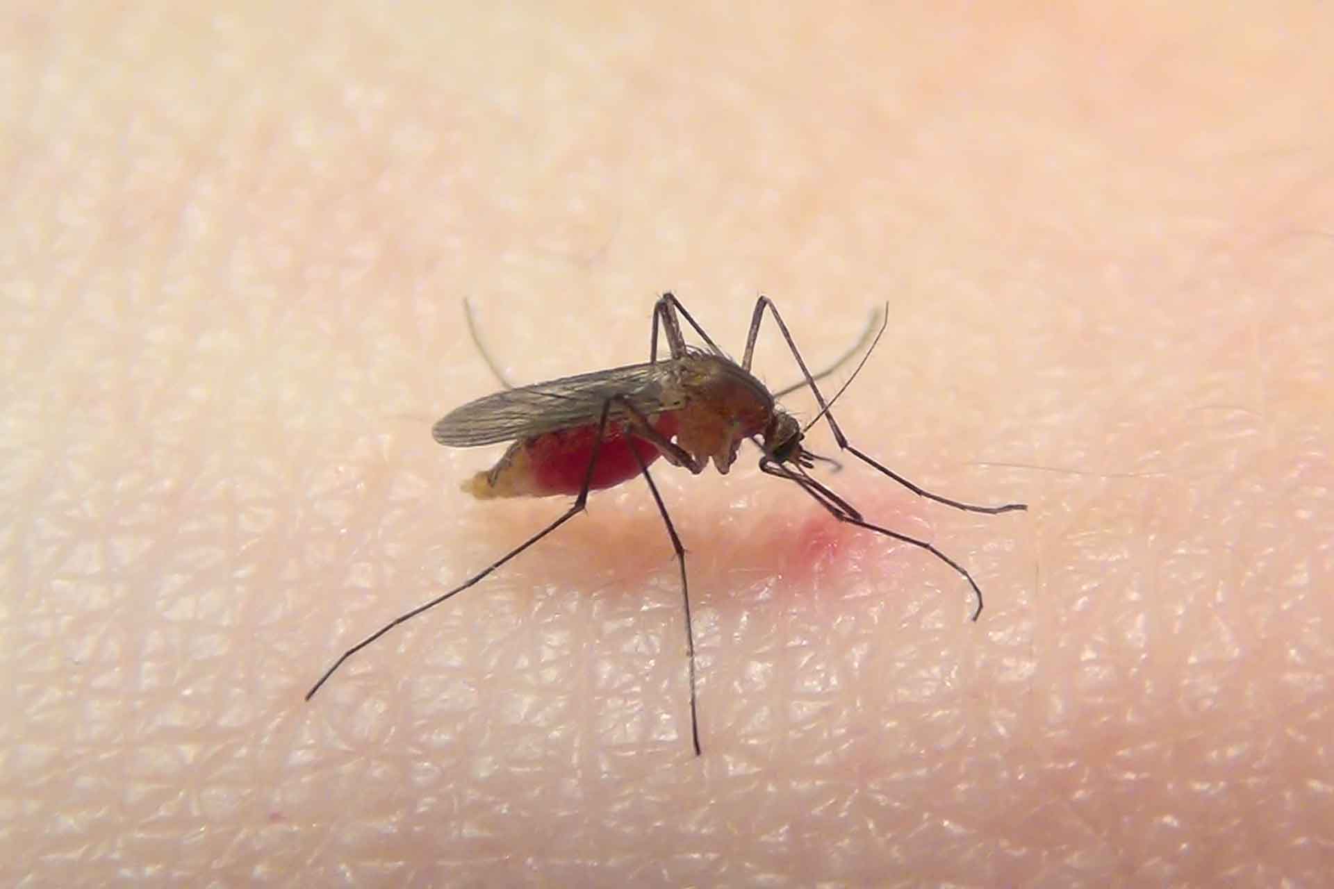 UK study of mosquito feeding habits shows some species more choosy than ...