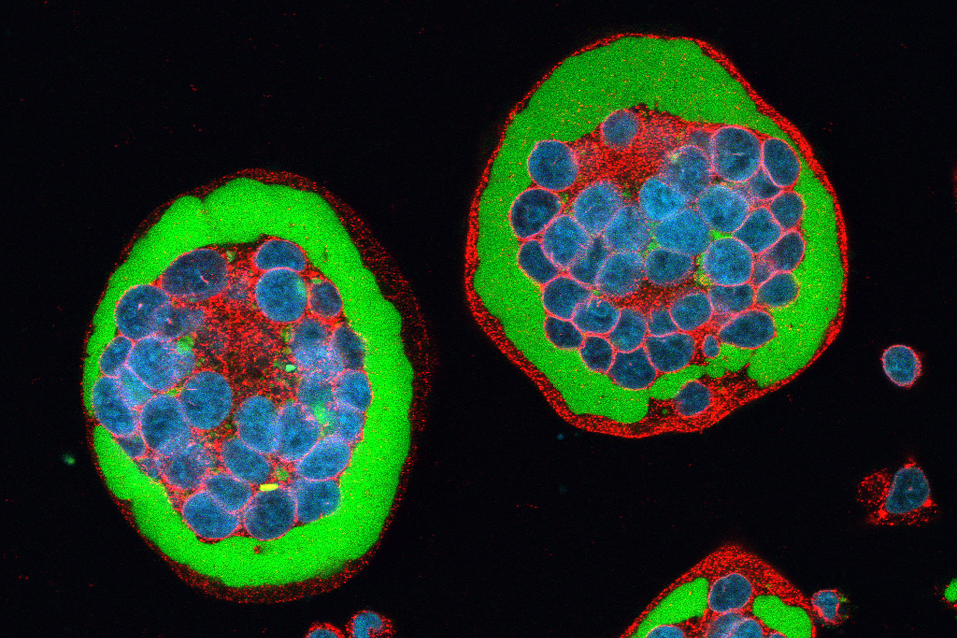 Genetic analysis of rinderpest by Pirbright scientists reveals new ...