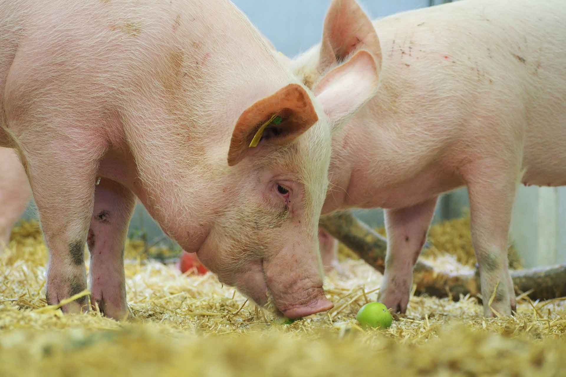 Pirbright animal specialist joins LASA Council | News | The Pirbright ...