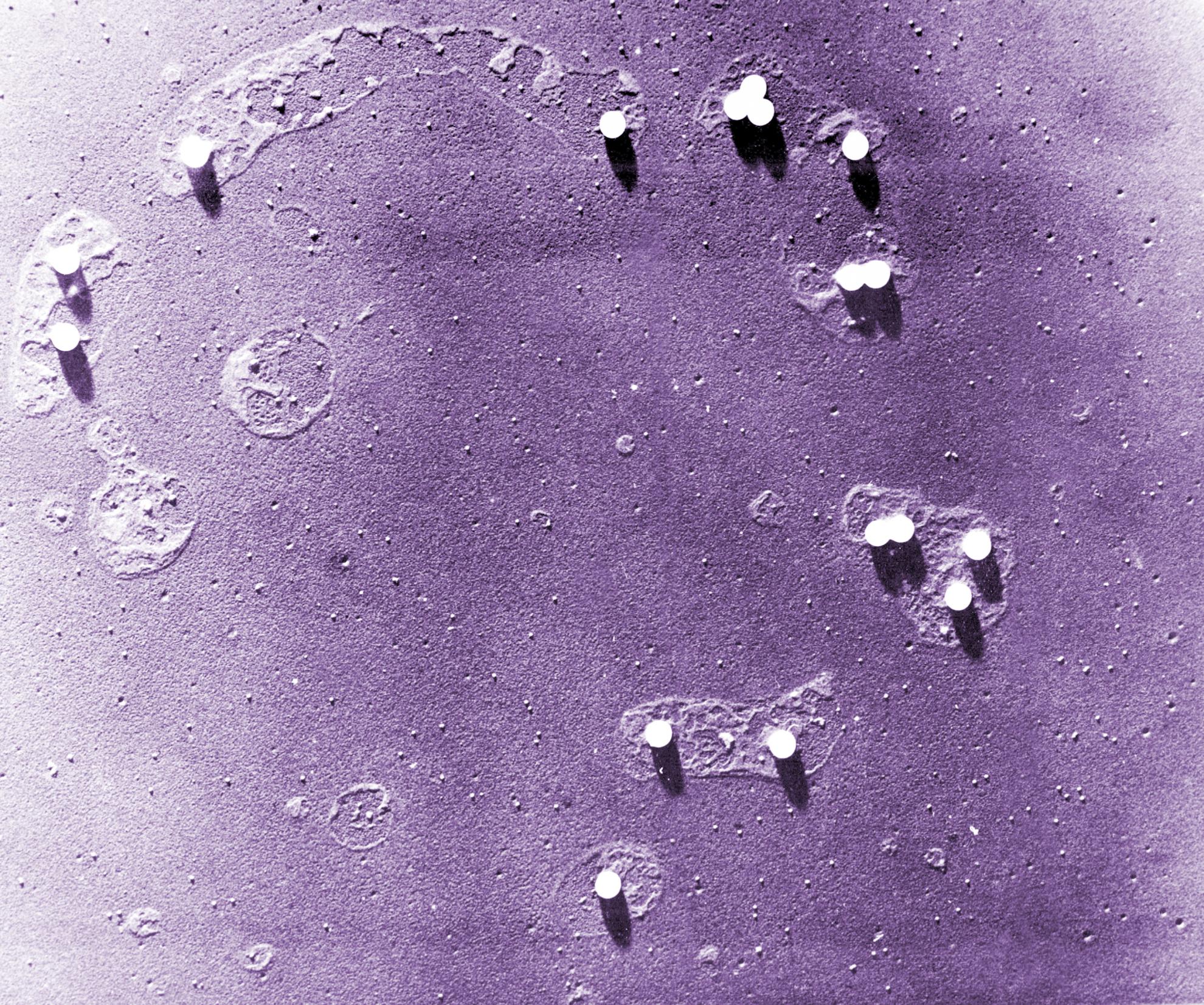 Poliovirus | Virus | The Pirbright Institute