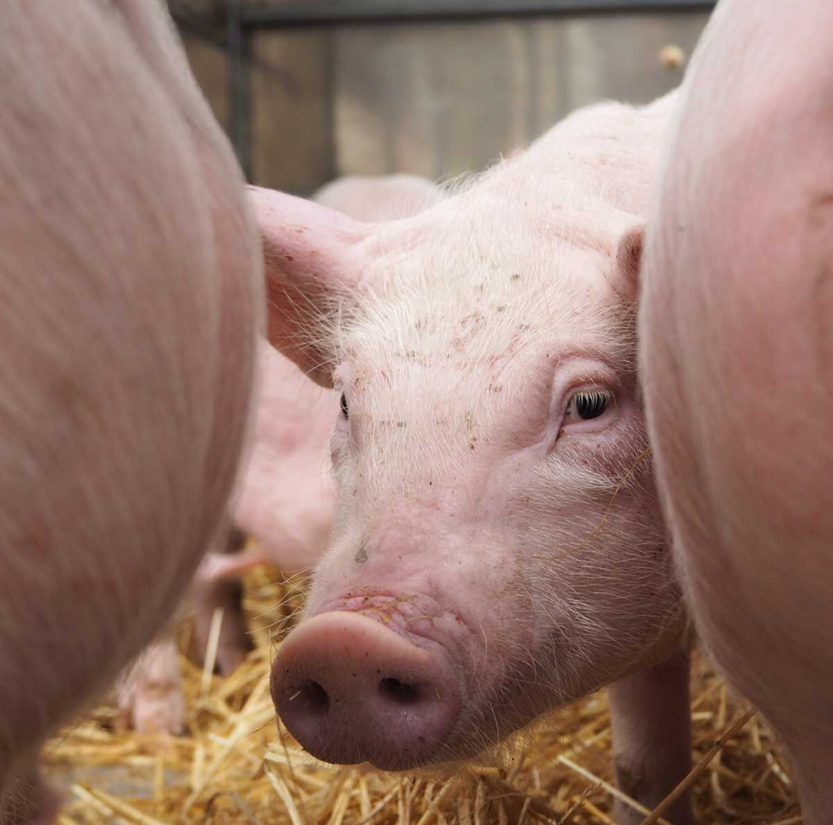 Pioneering partnership to improve swine health | News | The Pirbright ...