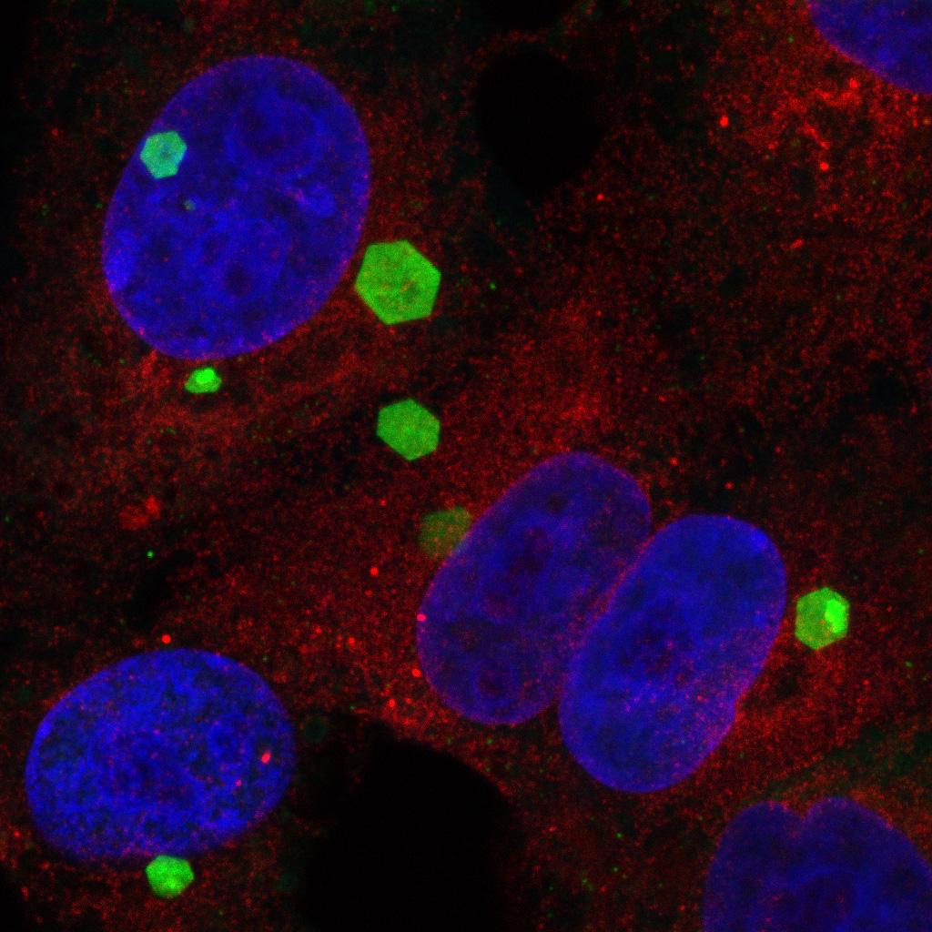 Viruses we study | The Pirbright Institute