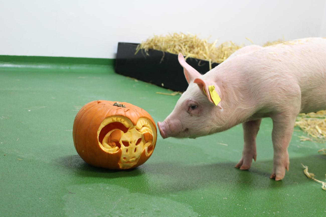 Rolling in the straw: Pigging out on enrichment at Pirbright | News ...