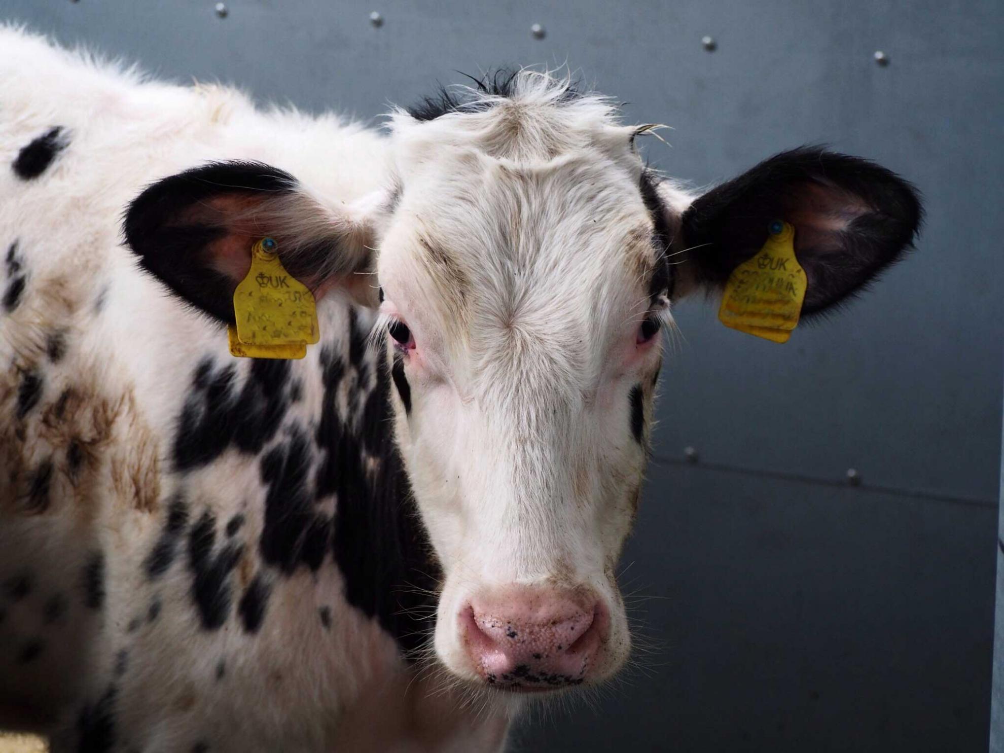 The Biggs Avian Research Building | The Pirbright Institute