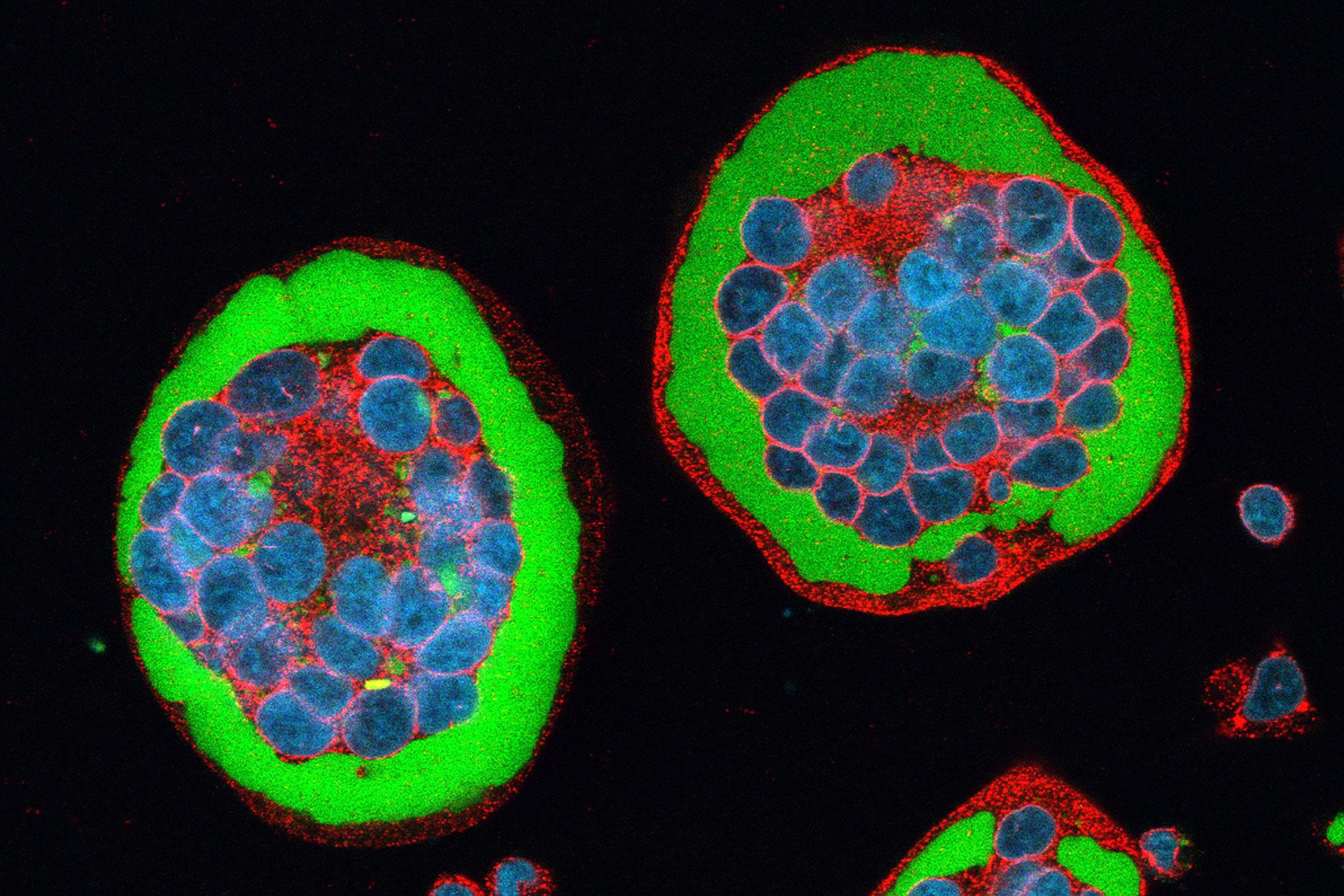 Dr Simon King | The Pirbright Institute