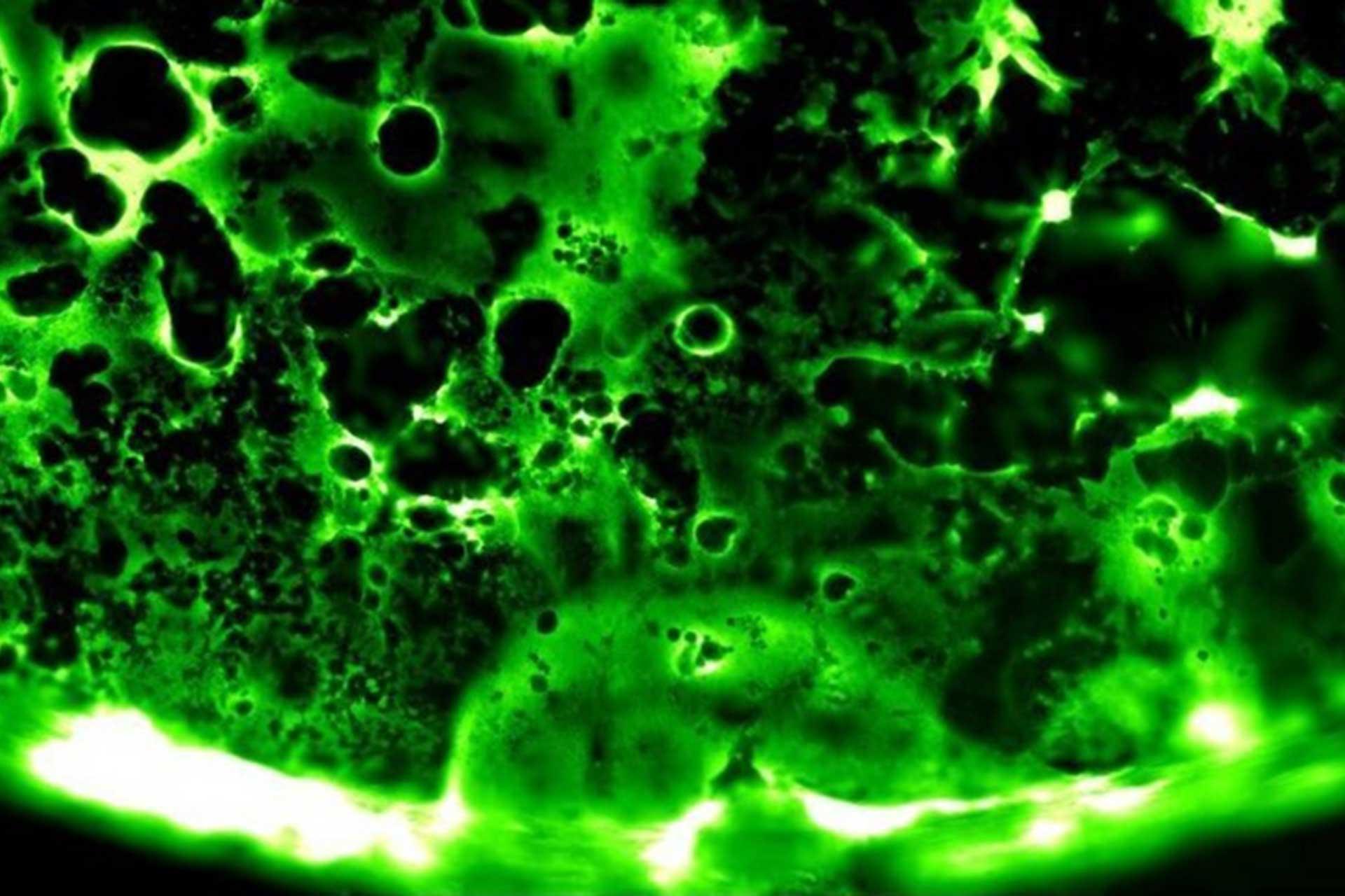 Bovine respiratory syncytial virus | Virus | The Pirbright Institute