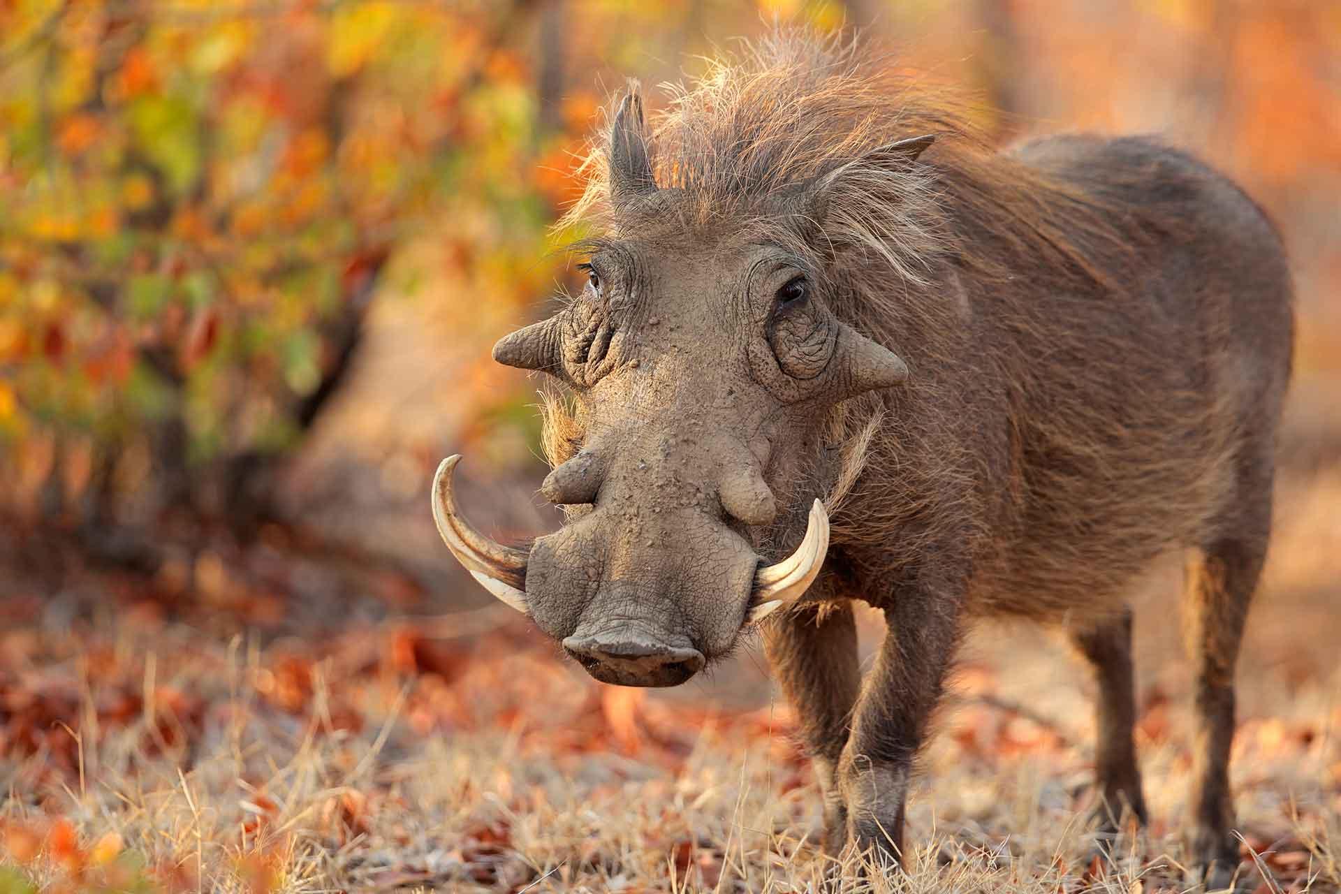 African swine fever virus | Virus | The Pirbright Institute