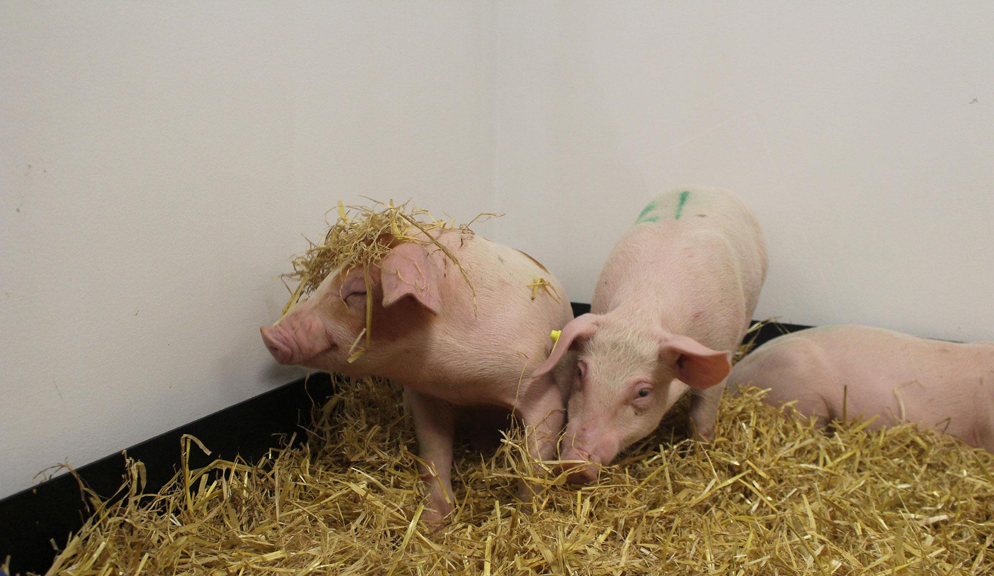 Rolling in the straw: Pigging out on enrichment at Pirbright | News ...