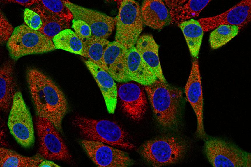 Laboratory diagnosis of African swine fever (ASF): Instructor-led | The ...