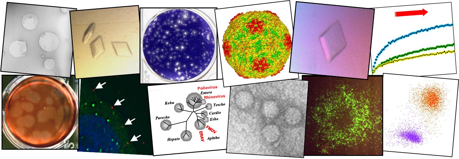 Poliovirus | Virus | The Pirbright Institute